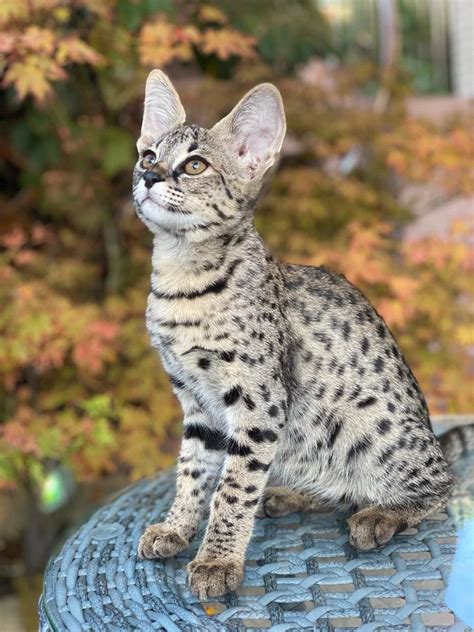 F1 Savannah Cats For Sale F1 And F2 Savannah Kitten Breeder California Texas Florida
