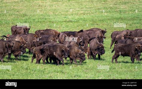 European Bison Bison Bonasus Herd In A Meadow The Bieszczady