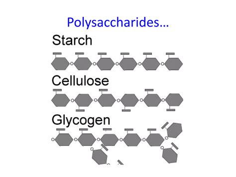 Lesson 3 Starch Glycogen And Cellulose Pptx