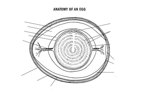 Anatomy Of An Egg Diagram Quizlet