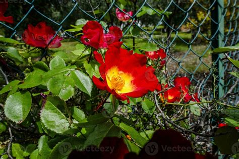 Macesul De Munte Rosa Pendulina Lumea Plantelor