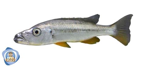 Rhamphochromis Sp Chilingali Nicks Aquarium Oceanarium Terrarium