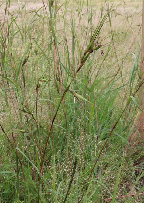 Themeda Triandra Plant Bungalook Nursery