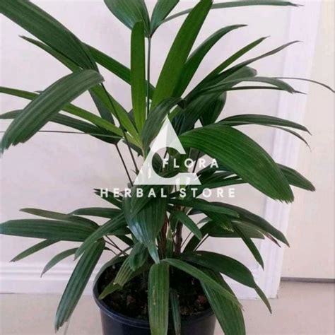 Jual Waregu I Bibit Tanaman Pohon Palem Waregu Jaminan Hidup Dan