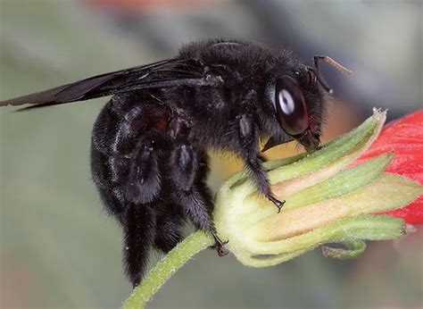 Everything You Need To Know About The Black Carpenter Bee The Pest Informer