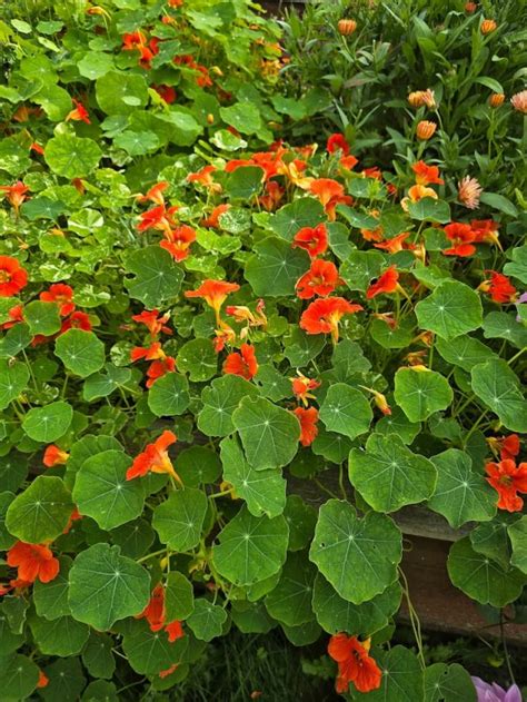 Create A Healthy Garden Your Guide To Flower Companion Planting