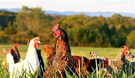 How Many Chickens Are In The World And The Us 2023