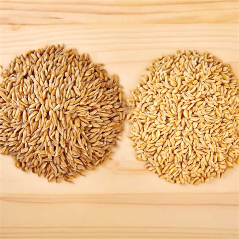 Barley Vs Wheat Appearance