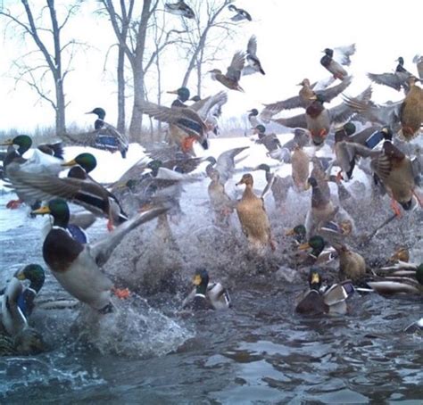 Flock Of Mallards Duck Hunting Boat Dove Hunting Waterfowl Hunting