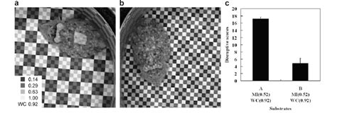 Disruptive Body Patterns Depend On Configuration Of Light Squares A
