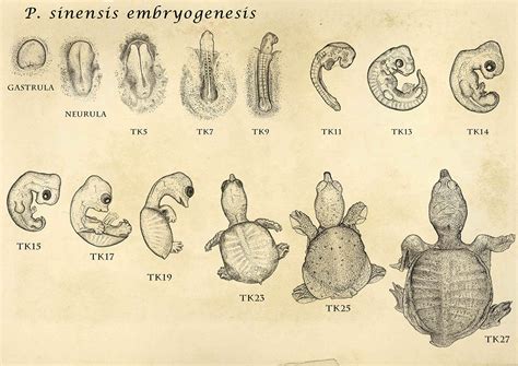 Turtle Embryology Stages Of Development