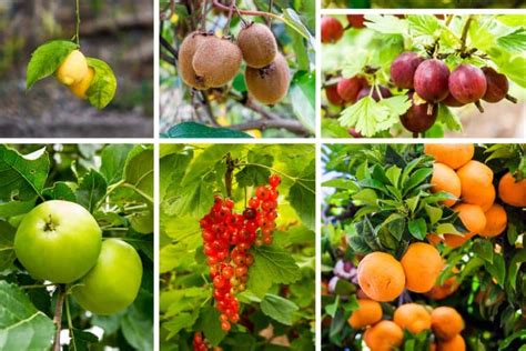 What Fruit Trees Should Not Be Grown Together If Any