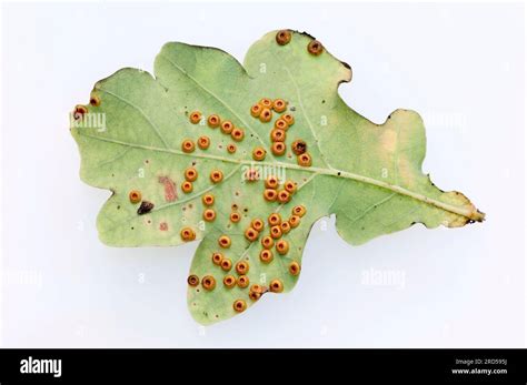 Galls Of The Silk Button Gall Wasp On Oak Leaf North Rhine Westphalia
