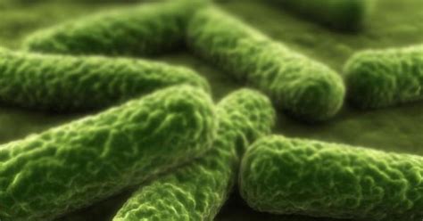 Natures Arsenal Against The Superbug Top 10 Compounds Battling