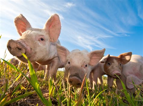 Sustainability In Animal Agriculture Nutrition And Economics Agdaily