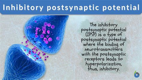 Inhibitory Postsynaptic Potential Definition And Examples Biology