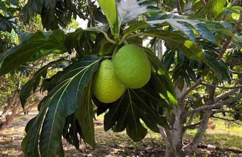 Breadfruit The Super Tree That Feeds Employs And Heals The Earth