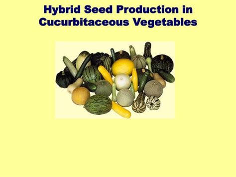 Sex Expression In Cucurbits Pptx