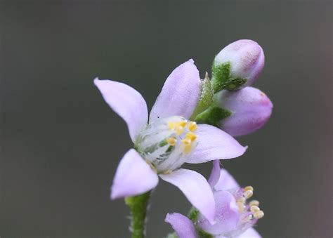 Western Australian Plants Rutaceae