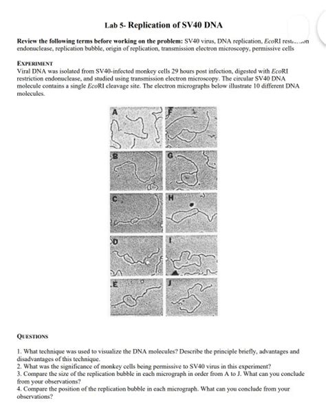 Solved Lab 5 Replication Of Sv40 Dna Review The Following