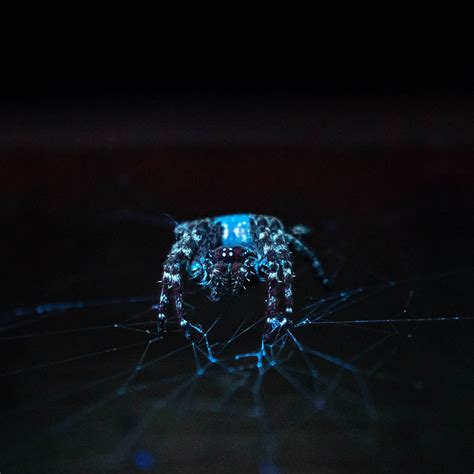 Biofluorescent Walks Reveal Nature