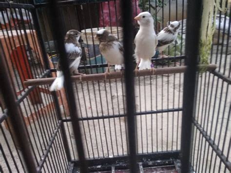 Majem Manuke Wong Jembatan Pecuk Lan Sekitae