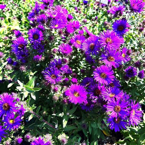 New England Aster Aster Novae Angliae ‘purple Dome Act
