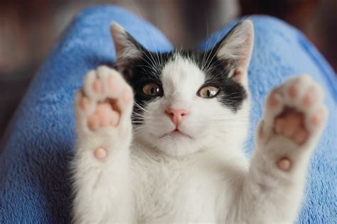 10 Señales Para Saber Si Tu Gato Está Feliz Maxxium