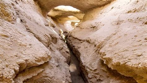 سرو ابرکوه خشک می شود؟ ماجرای خشکی قناتی که سرو ابرکوه را آب می داد