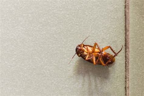 How Do Cockroaches Help The Ecosystem