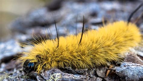 American Dagger Moth Caterpillar Poisonous To Dogs And What You Need