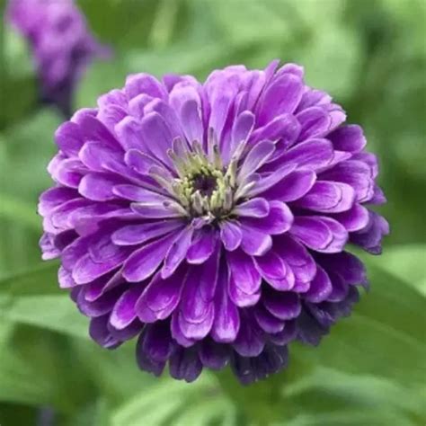 Buy Golden Hills Royal Purple Dahlia Flowered Zinnia Seeds At Best Pr