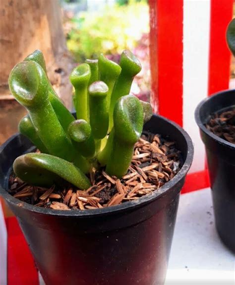 Jade Crassula Ovata Gollum Flower Live Plant For Home Garden Tree Plant