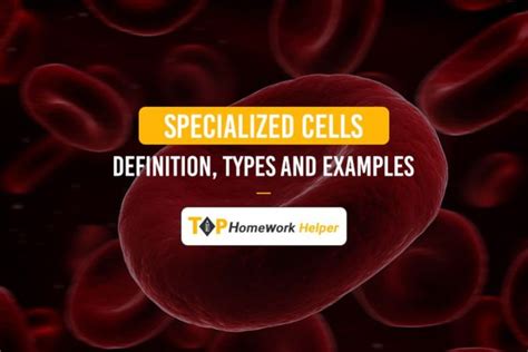 Specialised Cells Types Defined And Examples