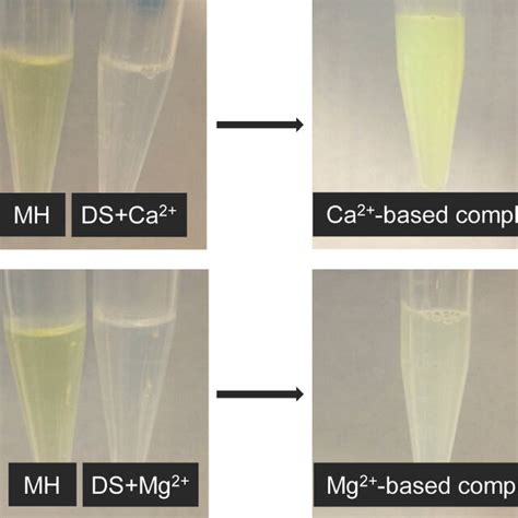 Macroscopic Observation Of Metal Ion Mediated Complex Coacervation Download Scientific Diagram