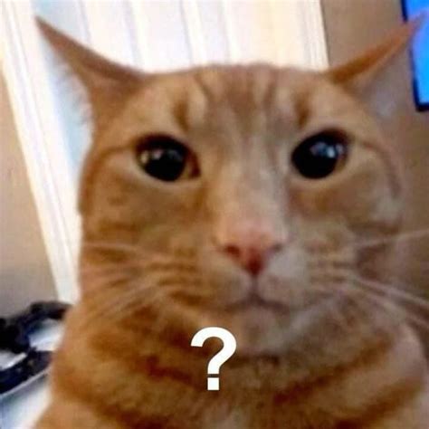 Confused Orange Cat Staring Question Mark Meme Silly Cats Pictures Cat Memes Funny Cats