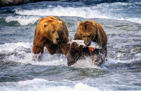 Bears Brown Bears Water Fish Rivers Two Animals Wallpapers