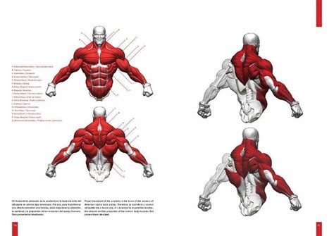 430 Muscle References Ideas In 2025 Human Anatomy Drawing Anatomy