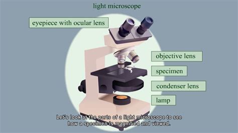 Microscope Diagram And Functions