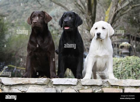 Labrador Colour Differences At Debra Covington Blog