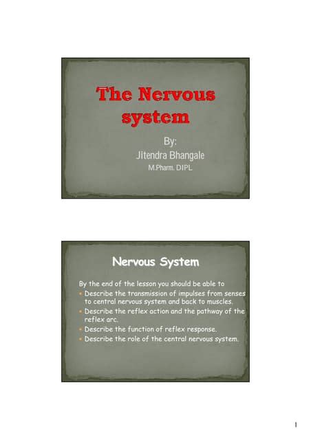 Peripheral Nervous System Pns Pptx