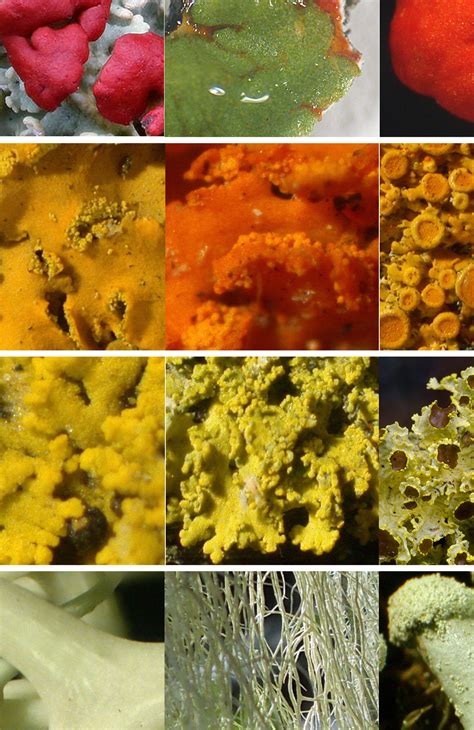 Lichen Color Chart Poster — Wild Blueberry Media Llc