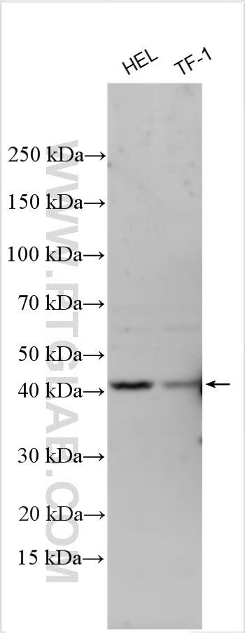 Lancl3 Antibody 32087 1 Ap Proteintech