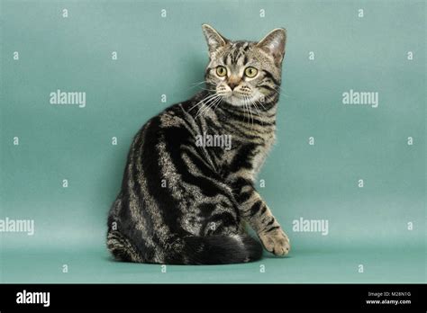 Brown Mackerel Tabby