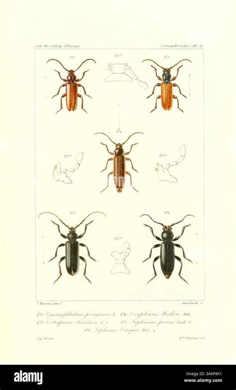 Genera Des Coléoptères Deurope Paris Chez A Deyrolle 1857 1868