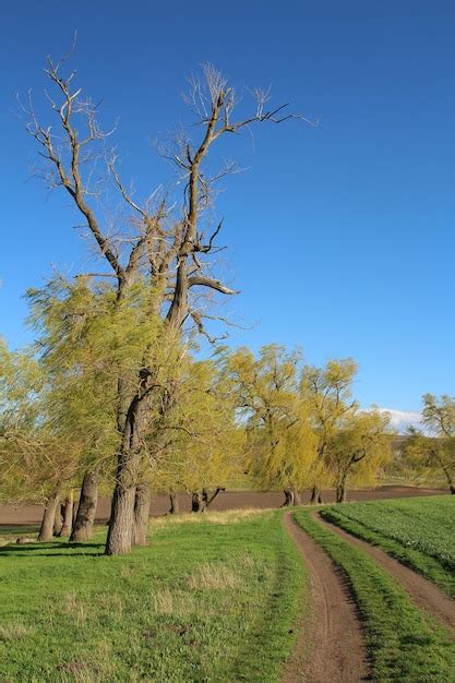 Premium Photo A Path With Grass And Trees On Both Sides
