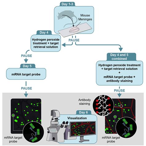 Fish Hybridization Buffer Recipe At Christopher Bryant Blog