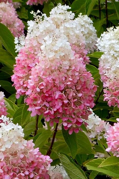 Fresh Strawberry Sundae Hydrangea Blend Elegant Floral Dessert