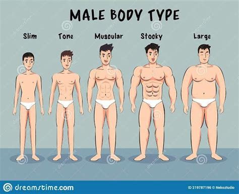 Mens Body Types Drawing Body Types Men Reference Body Shapes Male