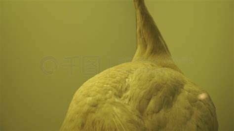 孔雀羽毛视频模板 实拍孔雀绿孔雀白孔雀羽毛翎羽标本 1 实拍视频免费下载mp4格式3840像素编号44629158 千图网